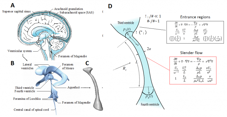 Cerebrospinal Flow Dynamics - Multiscale Flow Physics